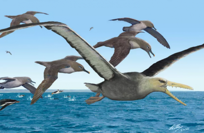 Fósseis de pássaros monstros descobertos na Antártica - Conhecimento Agora
