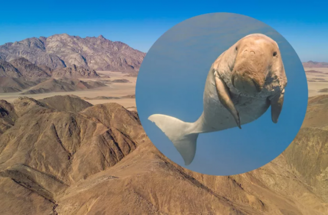 Adoráveis vacas marinhas antigas já nadaram pelo deserto egípcio agora ...