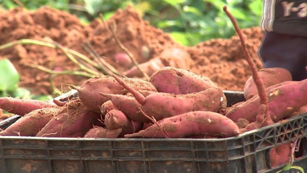 Conheça as safras mais famosas de cada mês do ano - Conhecimento Agora