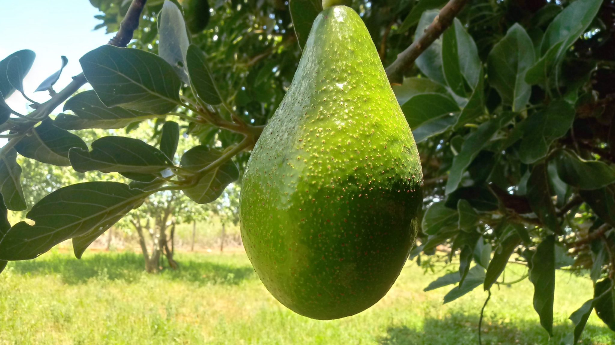 Conheça as safras mais famosas de cada mês do ano - Conhecimento Agora