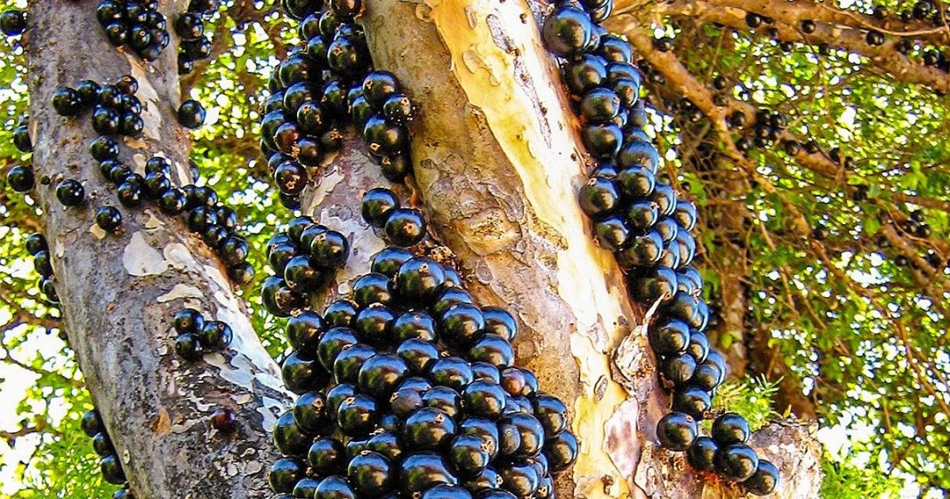 Conheça as safras mais famosas de cada mês do ano - Conhecimento Agora